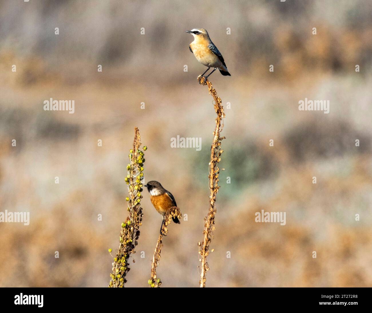 Northern wheatear and stonechat hi-res stock photography and images - Alamy