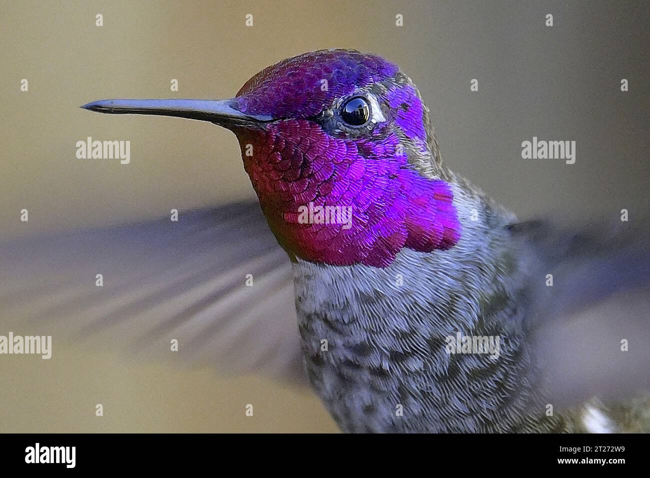 Pacific Grove, California, USA. 17th Oct, 2023. Male Anna's Hummingbird ...