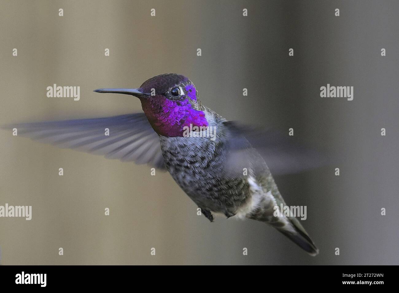 Pacific Grove, California, USA. 17th Oct, 2023. Male Anna's Hummingbird ...