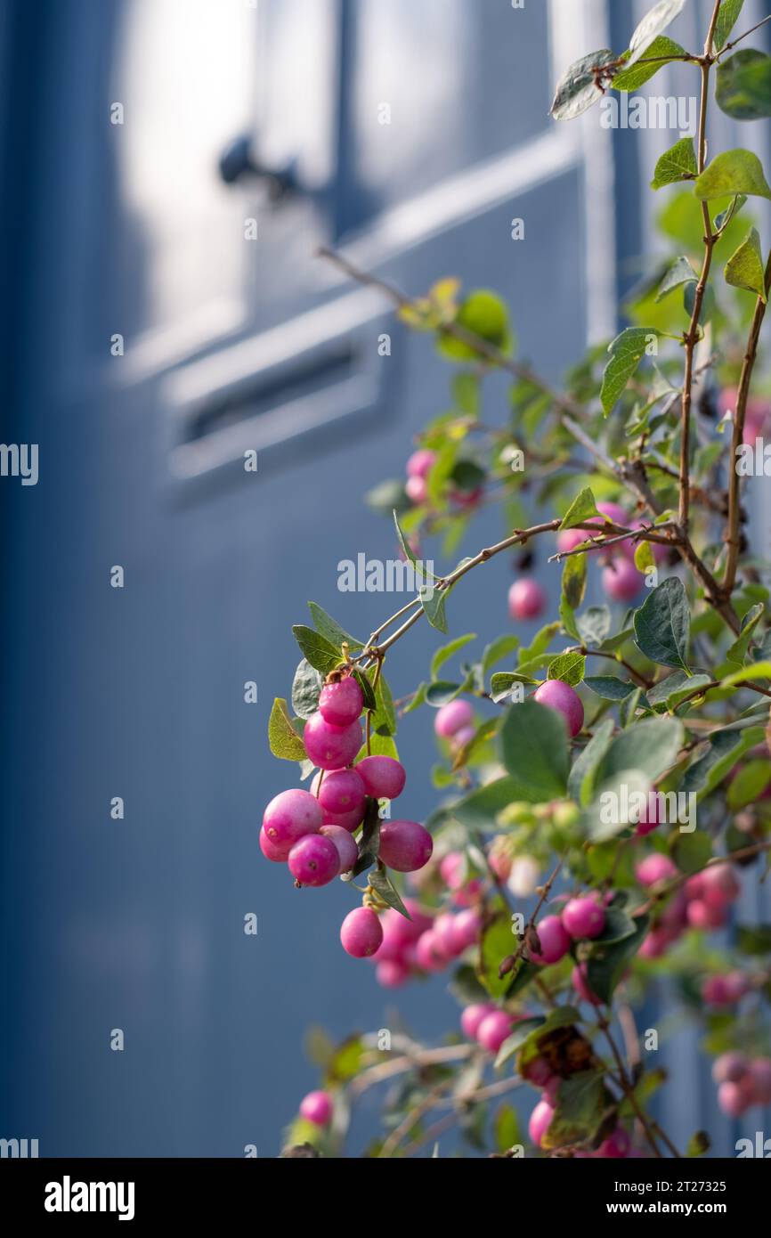 Coralberry Symphoricarpos Orbiculatus Moench plant, in front of ...