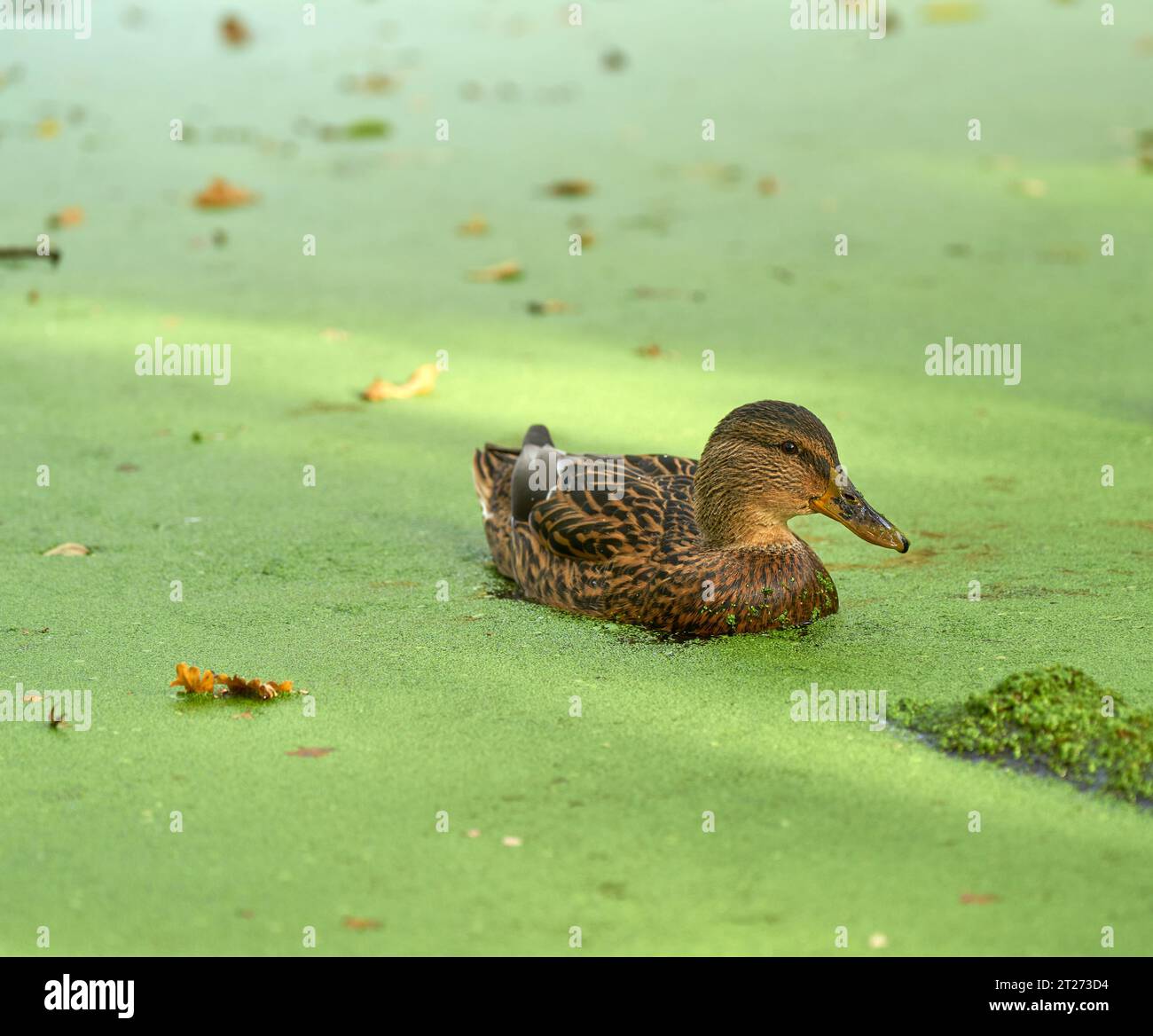 Mallard duck swimming in duck weed Stock Photo - Alamy