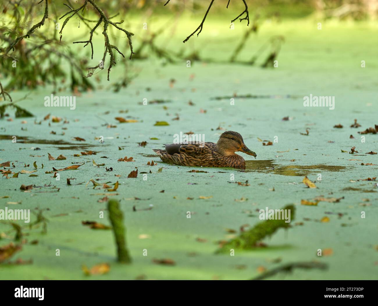Mallard duck swimming in duck weed Stock Photo - Alamy