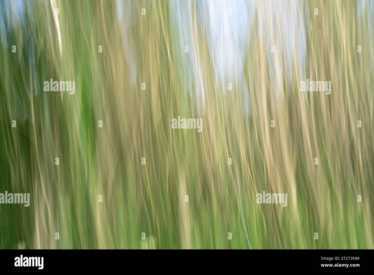 Abstract nature blur using intentional camera movement background Stock ...
