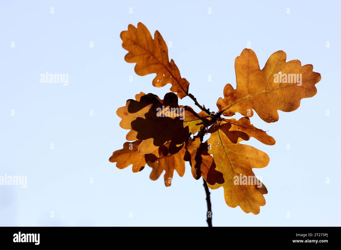 Goldener baum baum hi-res stock photography and images - Alamy