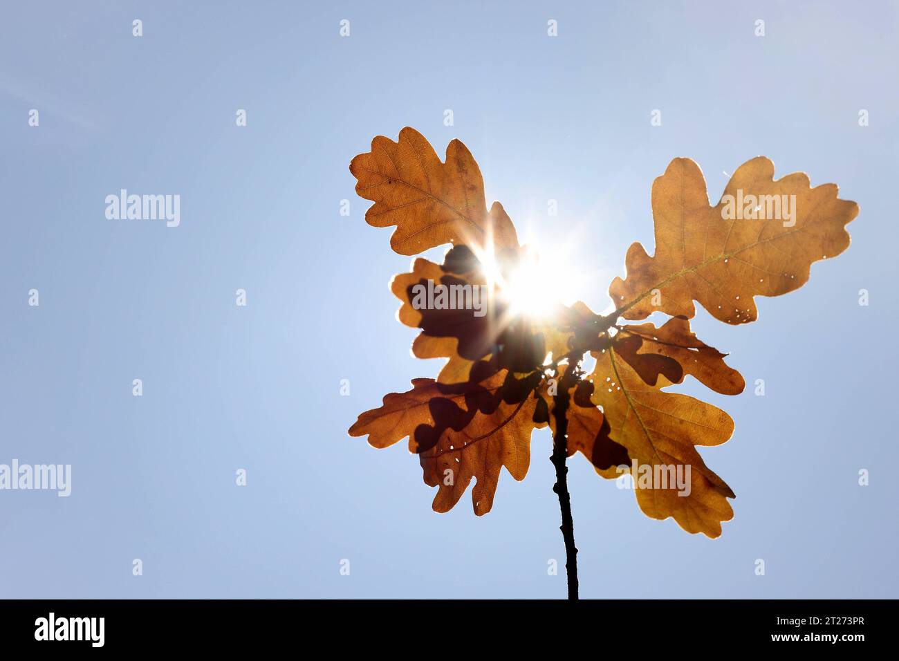 Goldener baum baum hi-res stock photography and images - Alamy