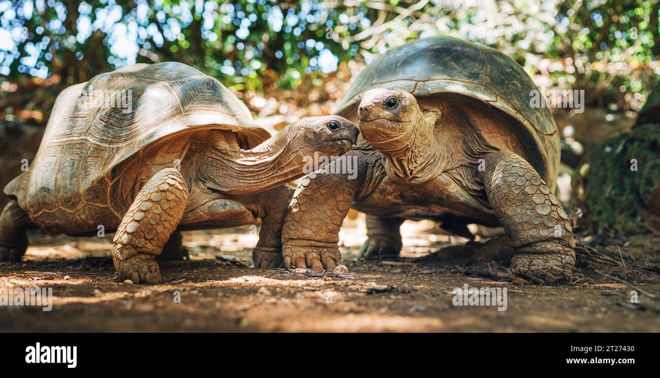Couple of Aldabra giant tortoises endemic species - one of the largest ...
