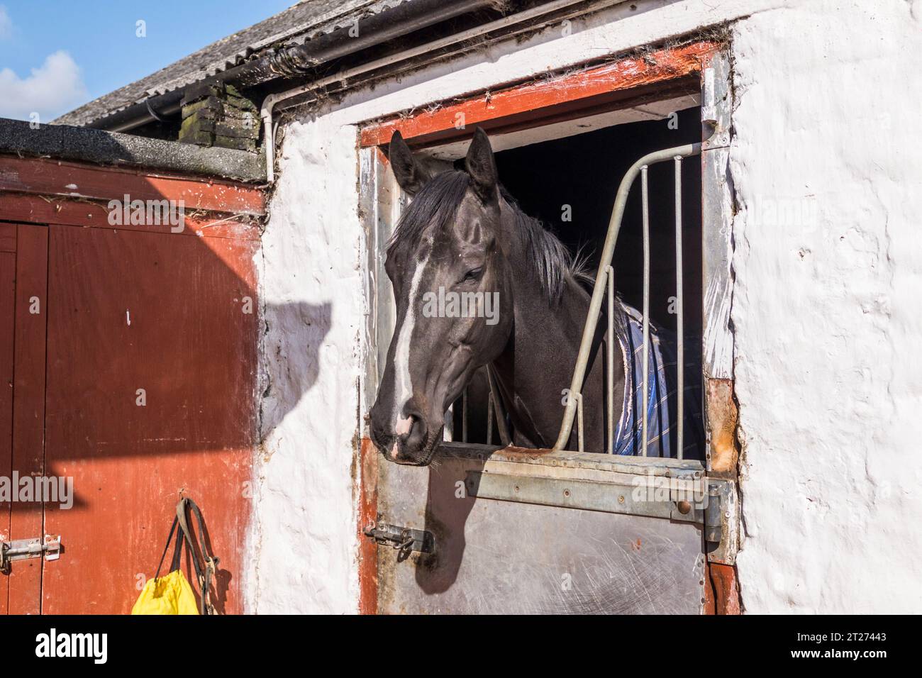 Michael Dods Racing,Denton,Darlington,England,UK.Black horse looking ...