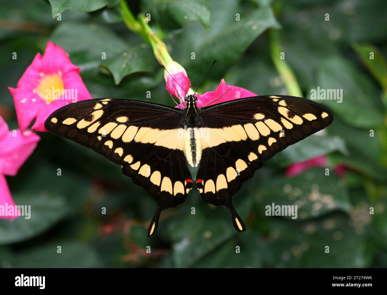 Swallowtail Butterfly with spreading wings feeding on pink flower in ...