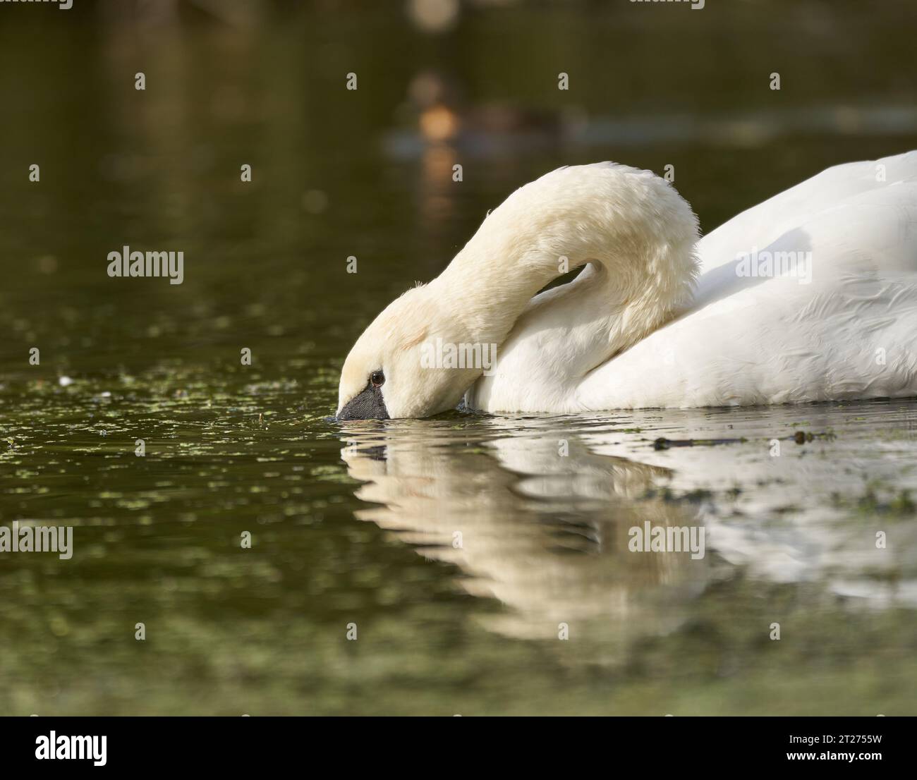 White swan dipping head water hi-res stock photography and images - Alamy