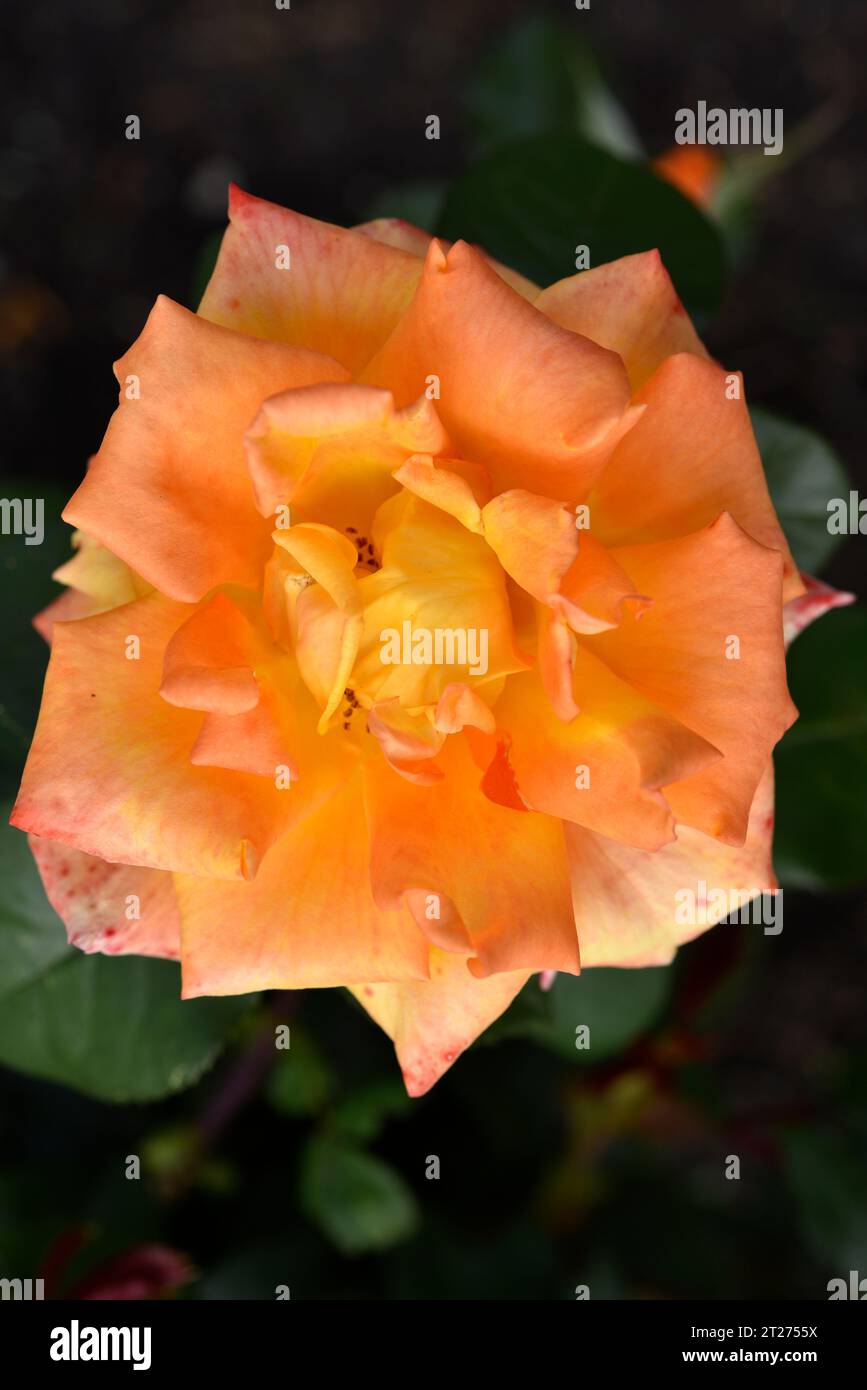 A large orange juicy rose flower in a summer garden. Yellow roses Stock ...