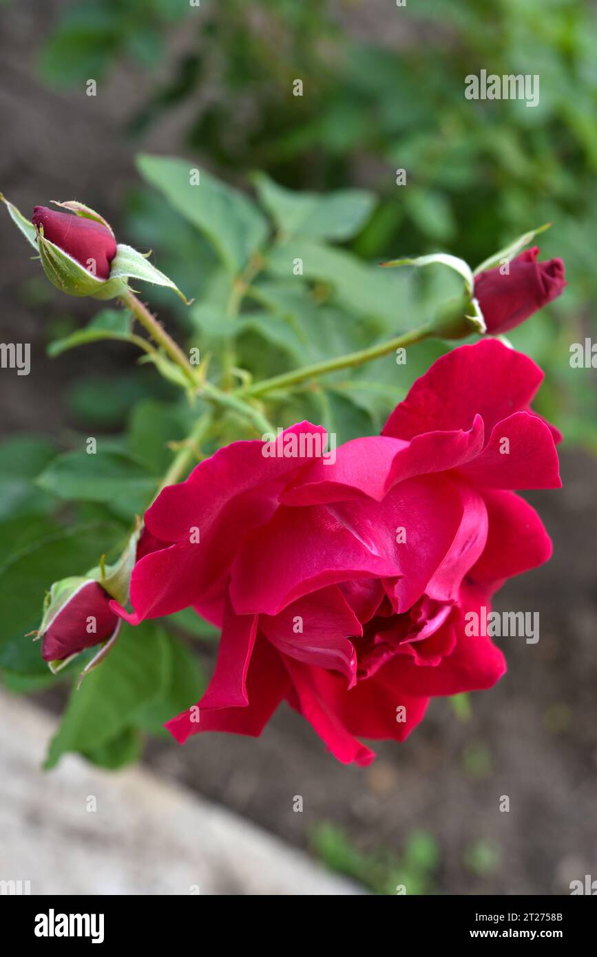 Large bush blooming red roses hi-res stock photography and images - Alamy