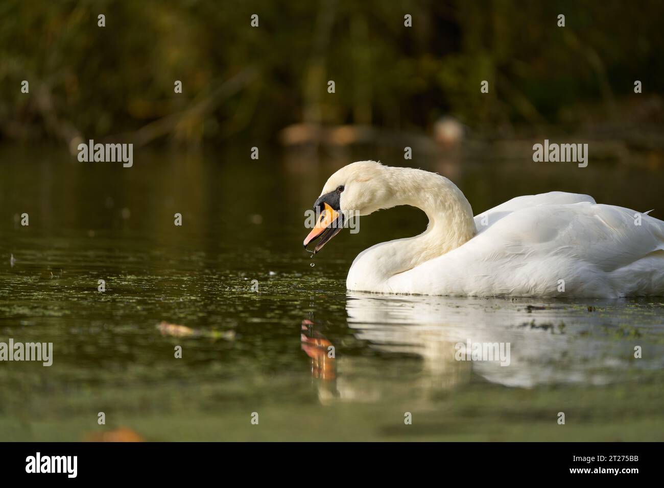 Dipping its beak hi-res stock photography and images - Alamy