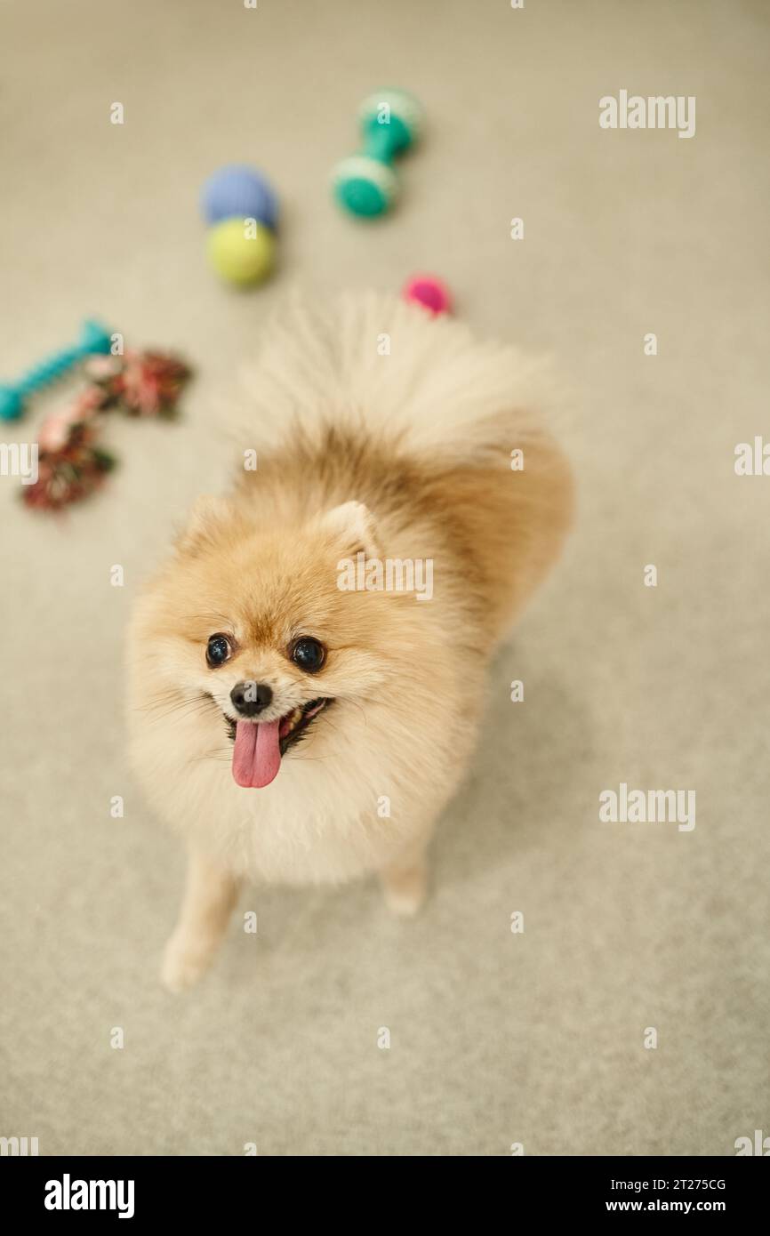 delightful pomeranian spitz looking at camera near blurred toys in pet ...