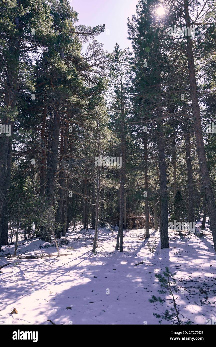 A pine forest in winter surrounded by snow.Fallen and dead trees, rocks ...