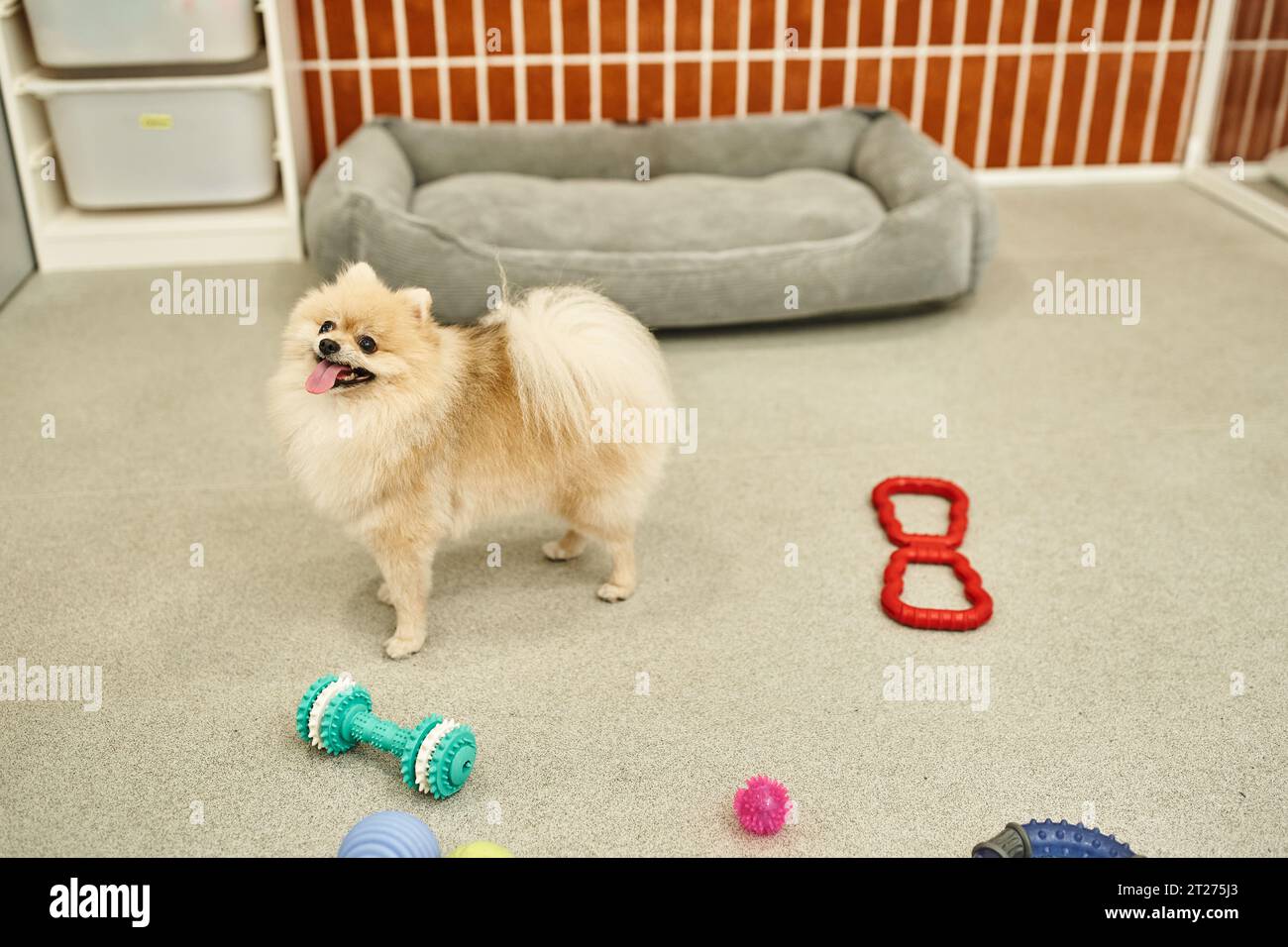 playful pomeranian spitz standing near soft dog bed and toys in cozy ...