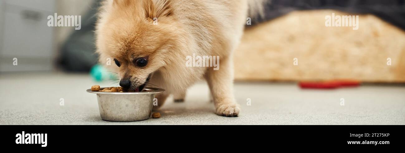 adorable pomeranian spitz eating nutritious dry food from bowl in ...