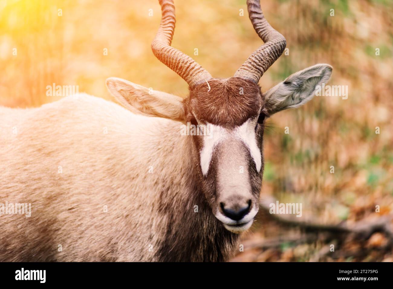 The maned ram eats hay, animal in the zoo, large rounded horns of a ram ...