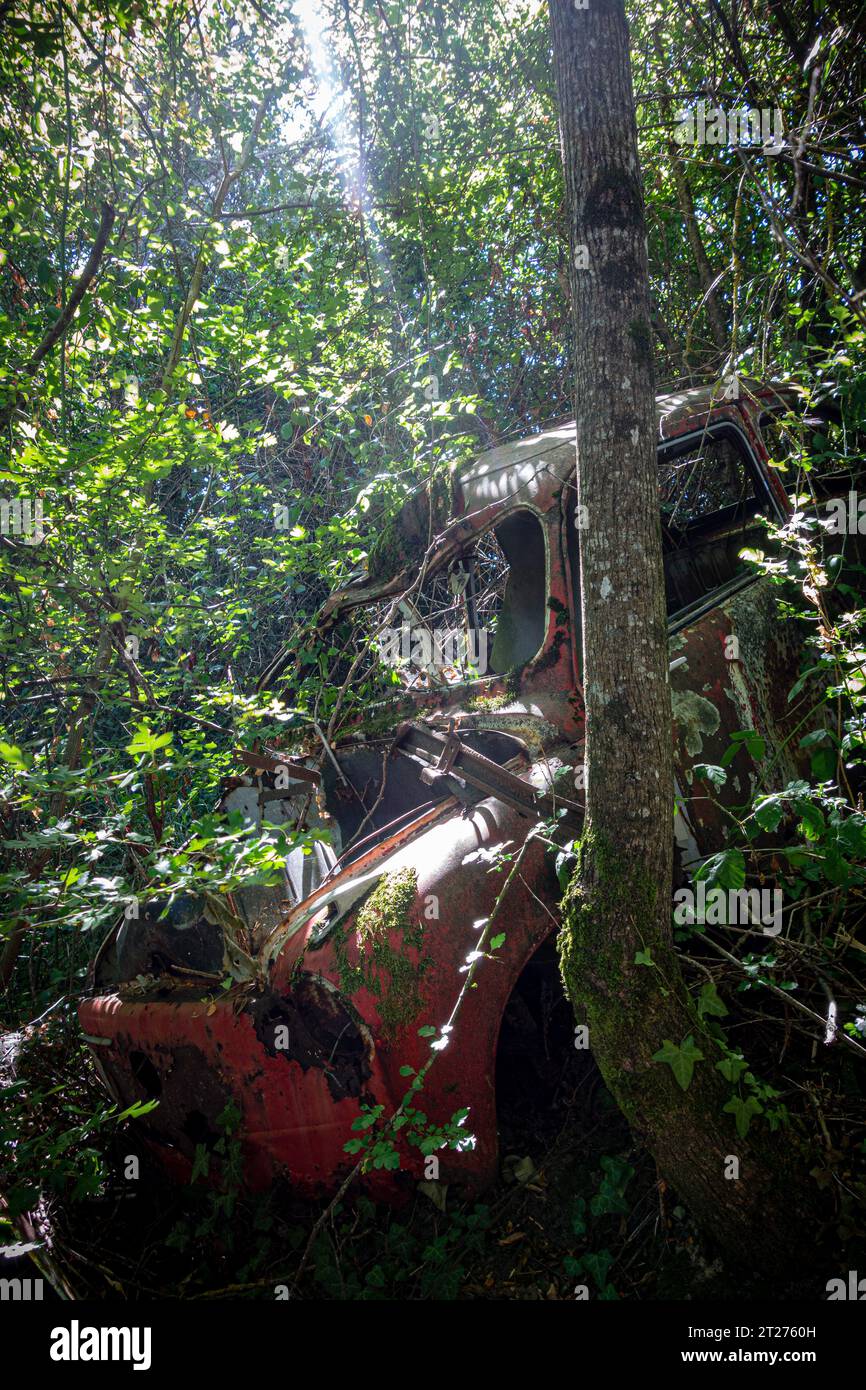 Car wreckage remains inside a forest Stock Photo - Alamy