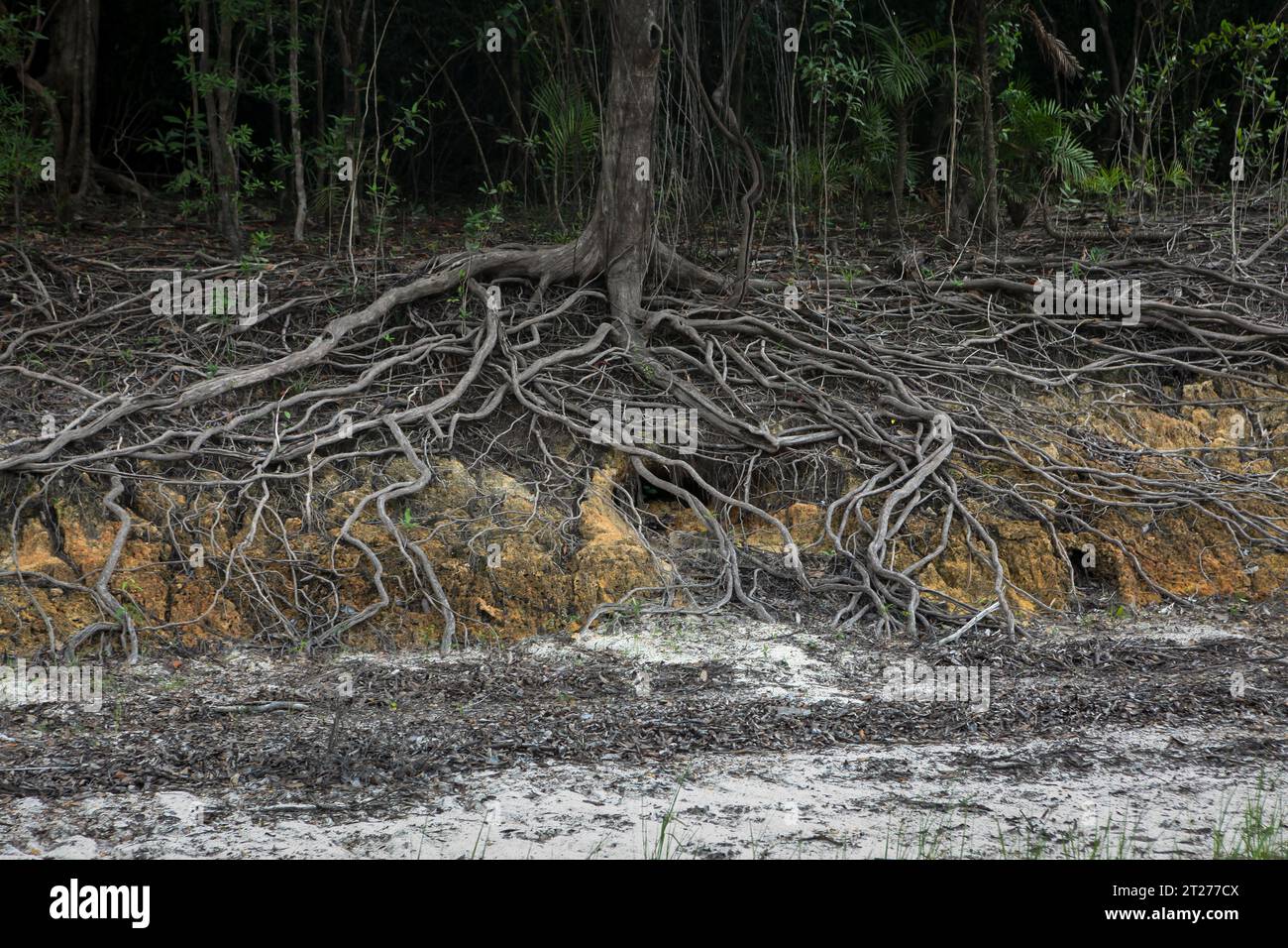 Trees and roots in a dry river in extreme drought in the Amazon ...