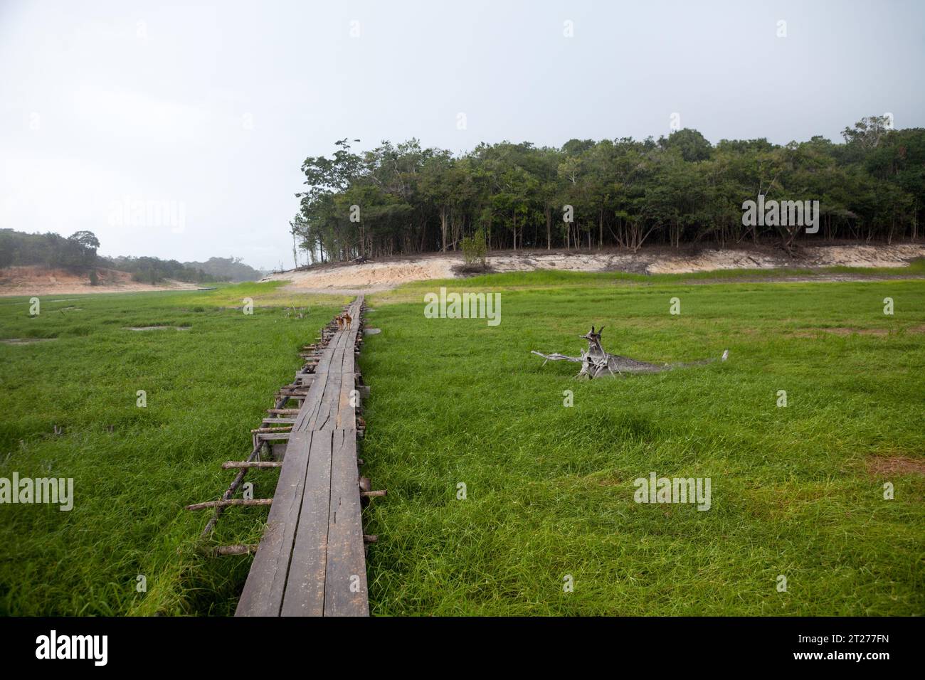 Dry river in extreme drought in the Amazon Rainforest. Wooden bridge ...