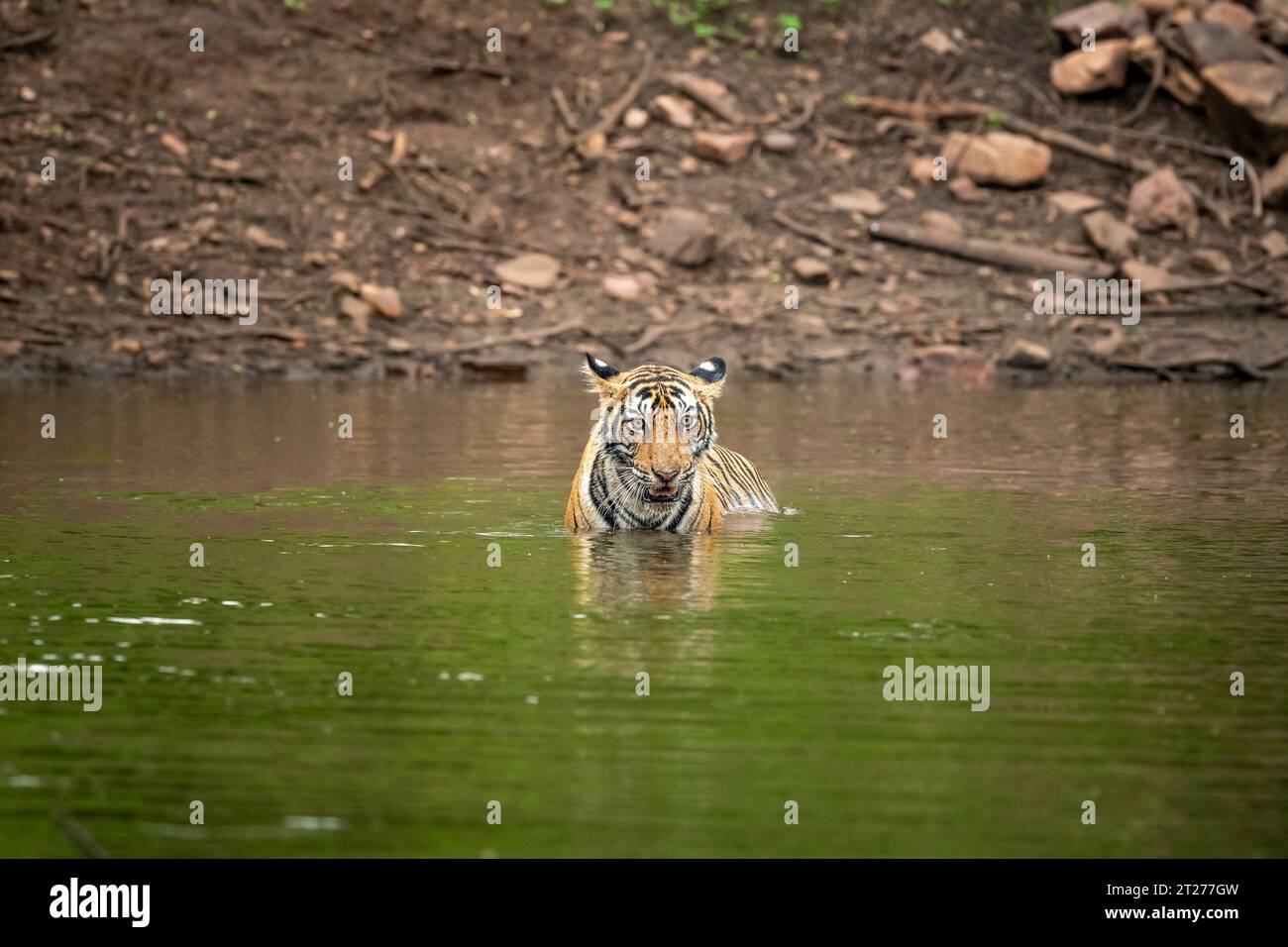wild male bengal tiger closeup with face expression in water pond or ...
