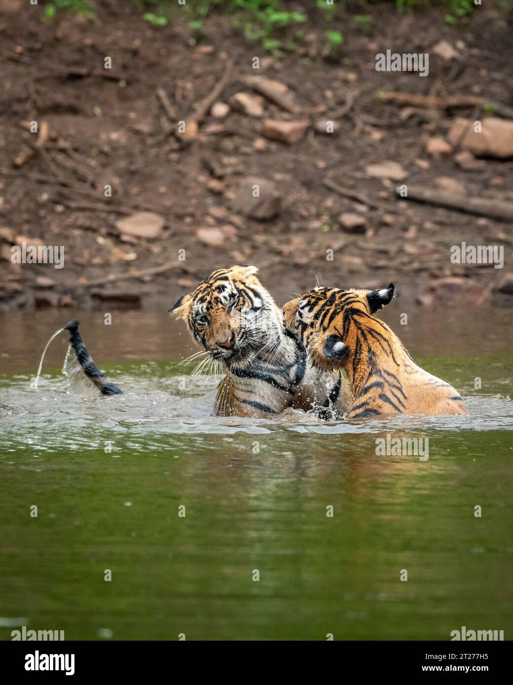 two wild male bengal tigers or brothers in action fighting for ...