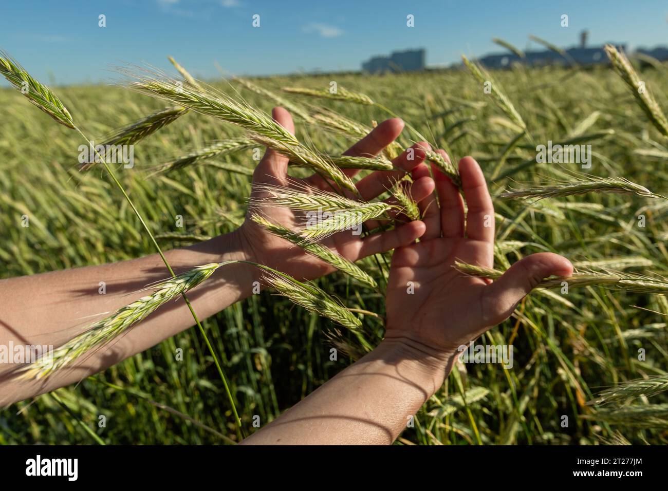 Touching wheat growing close hi-res stock photography and images - Alamy