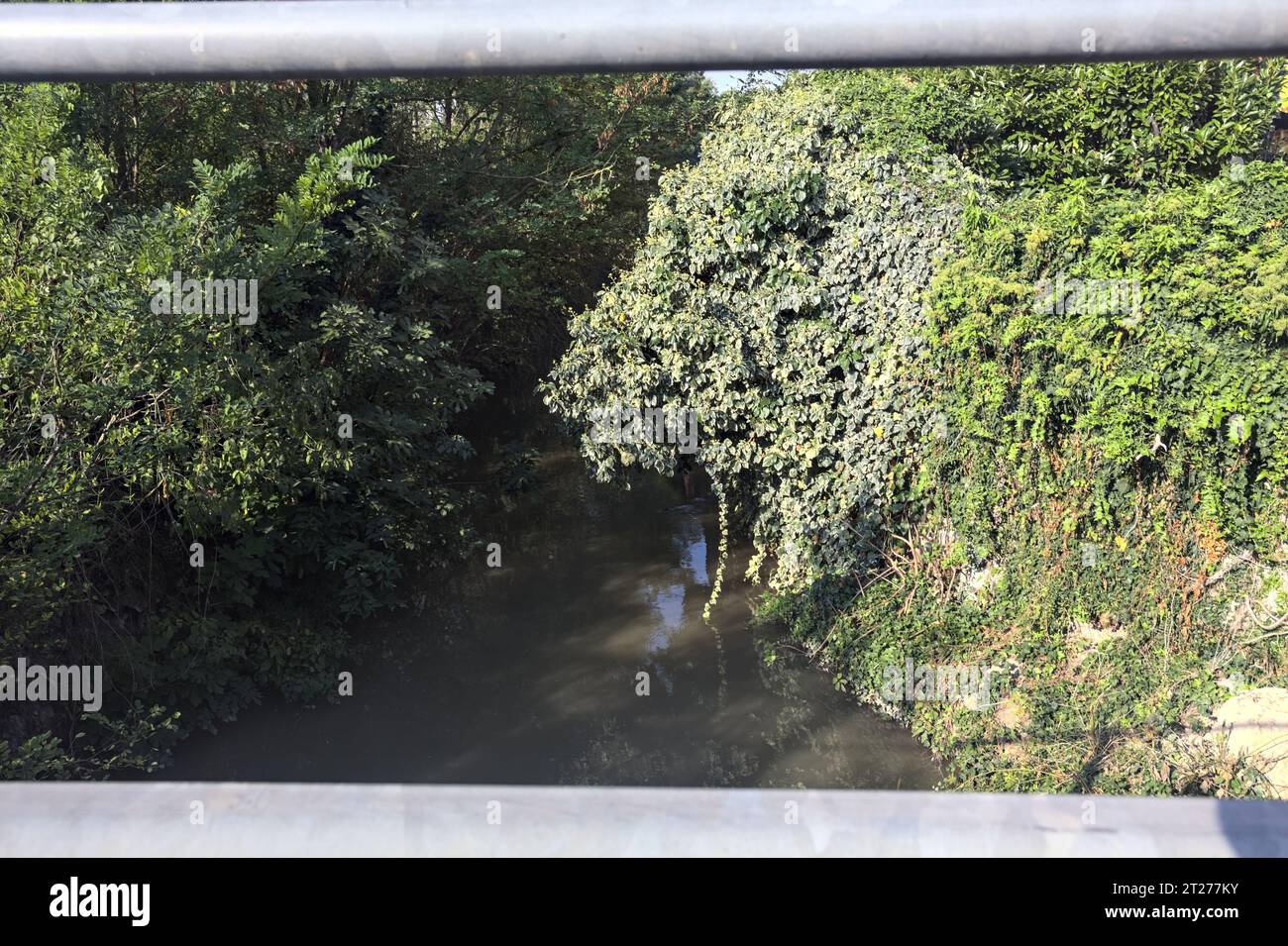 Brook between plants trees hi-res stock photography and images - Alamy