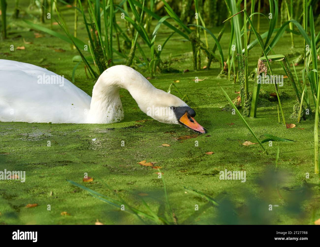 Wary swan hi-res stock photography and images - Alamy