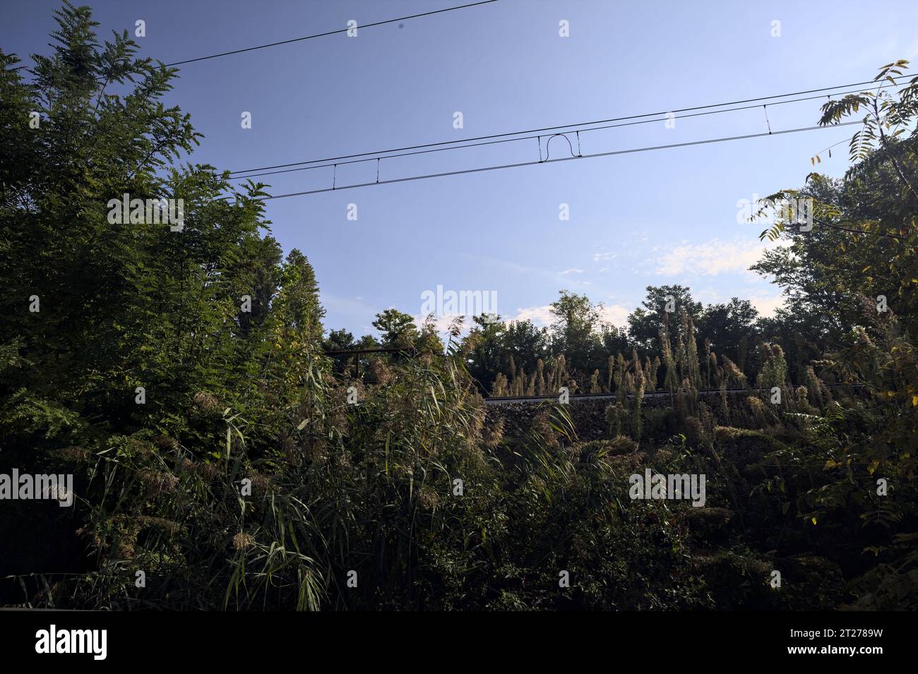 Railroad track and its over head cables in a park framed by trees Stock ...