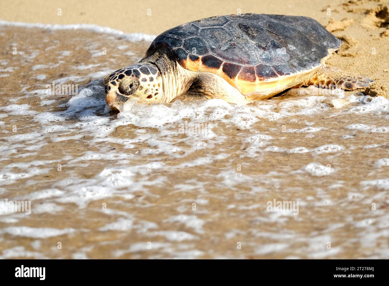 Three sea turtles hi-res stock photography and images - Alamy