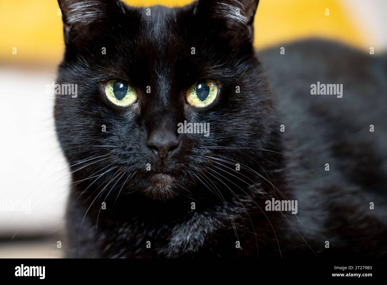 Green Eyed Black Cat Wallpapers
