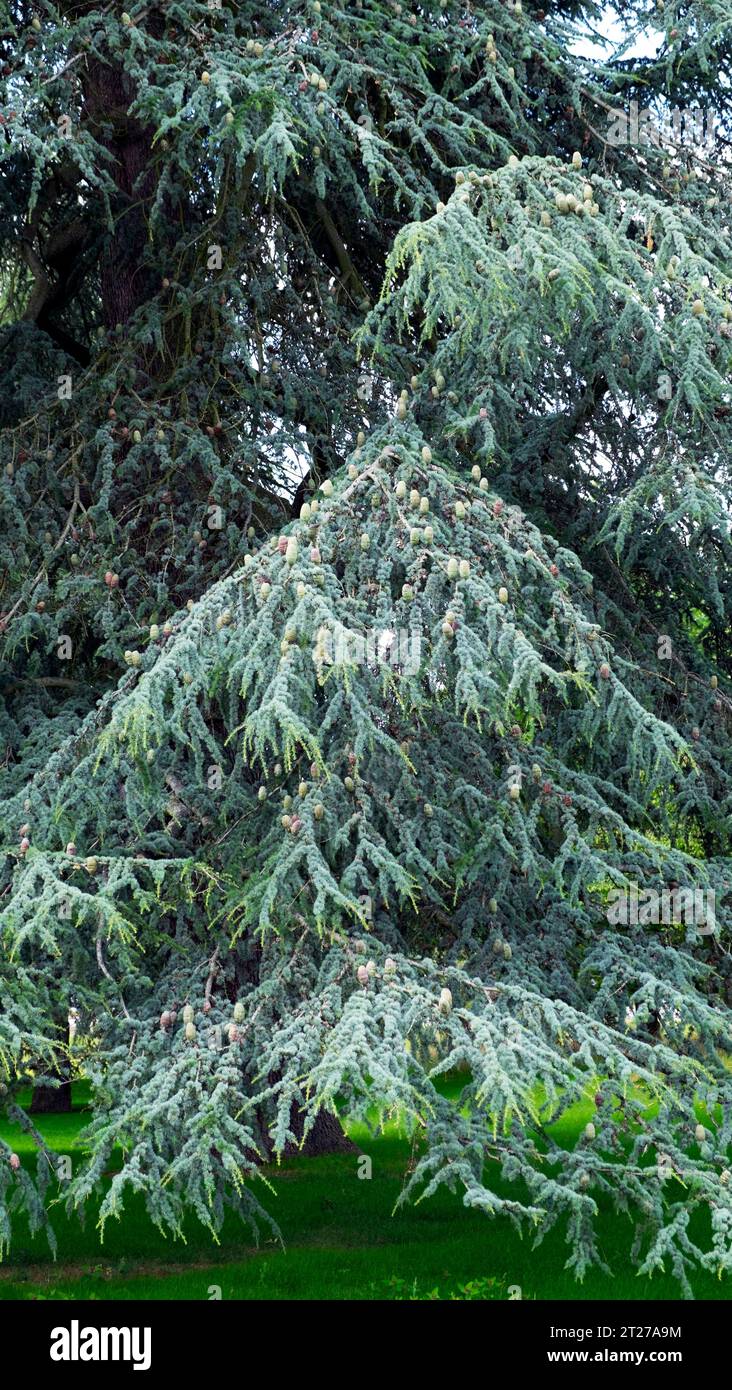 Vertical view of huge branch of large tall blue Atlas Cedar tree Cedrus ...