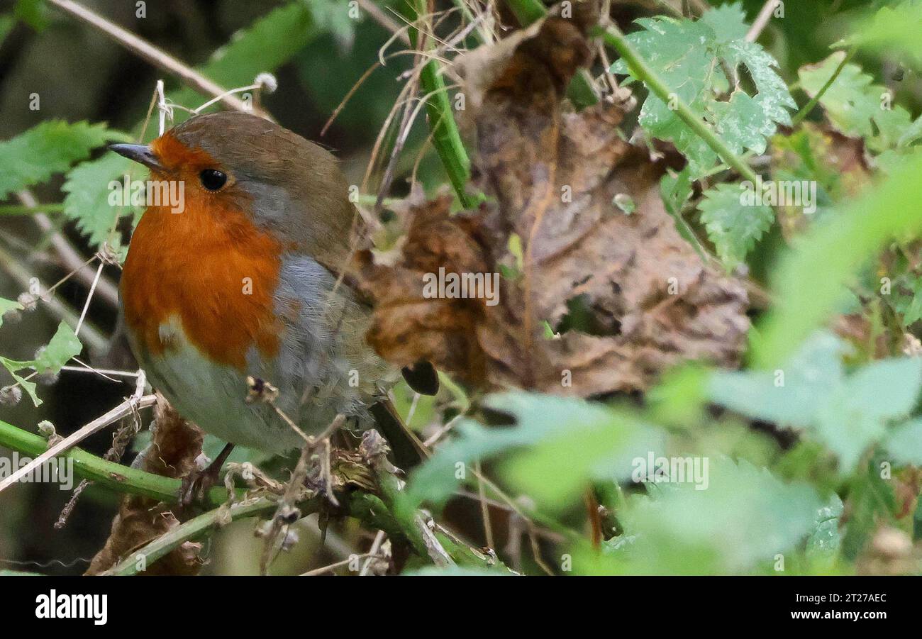 Season 2023 season 2023 hi-res stock photography and images - Alamy