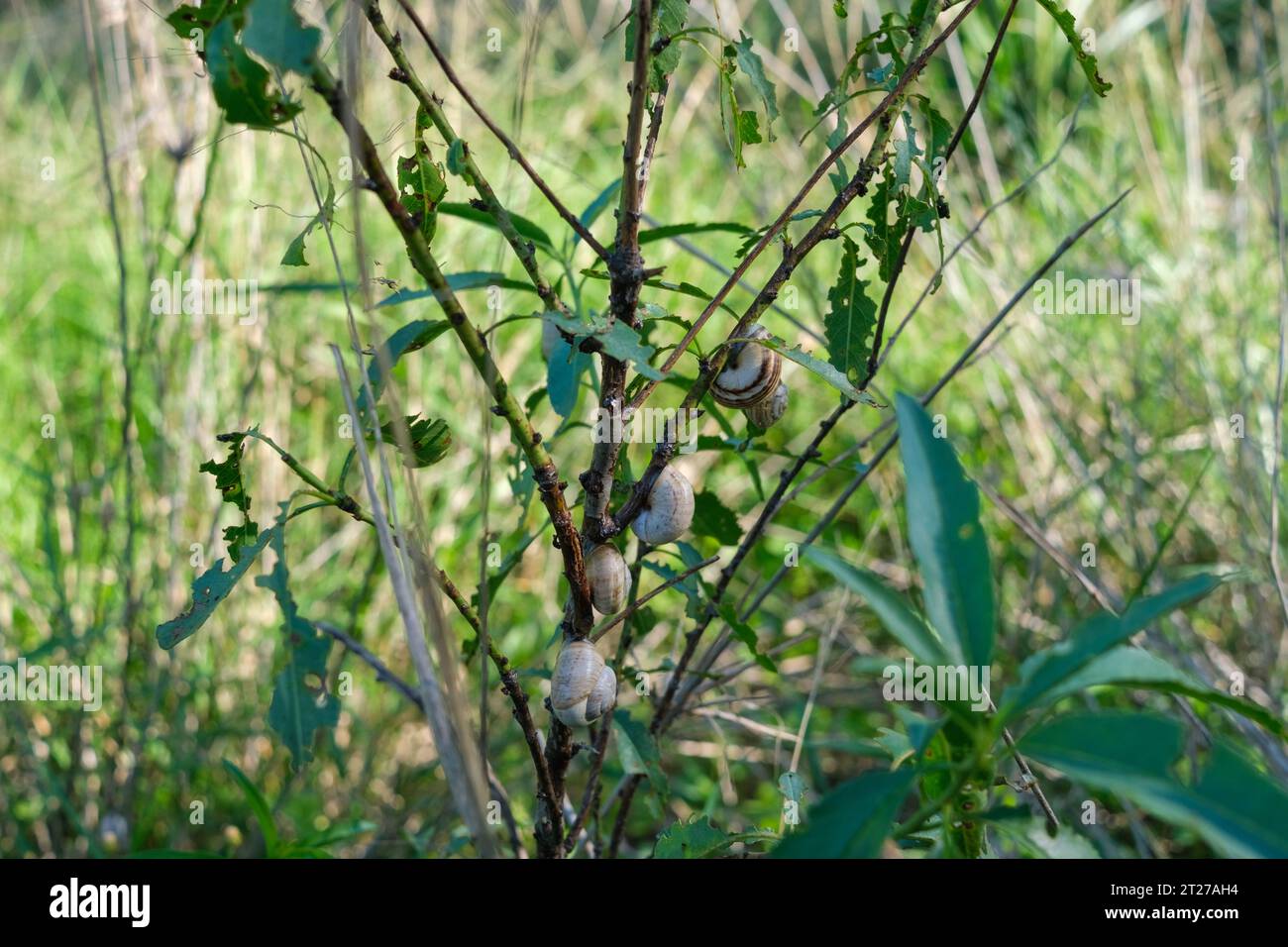 Small snails devour the leaves of a fruit tree Stock Photo - Alamy