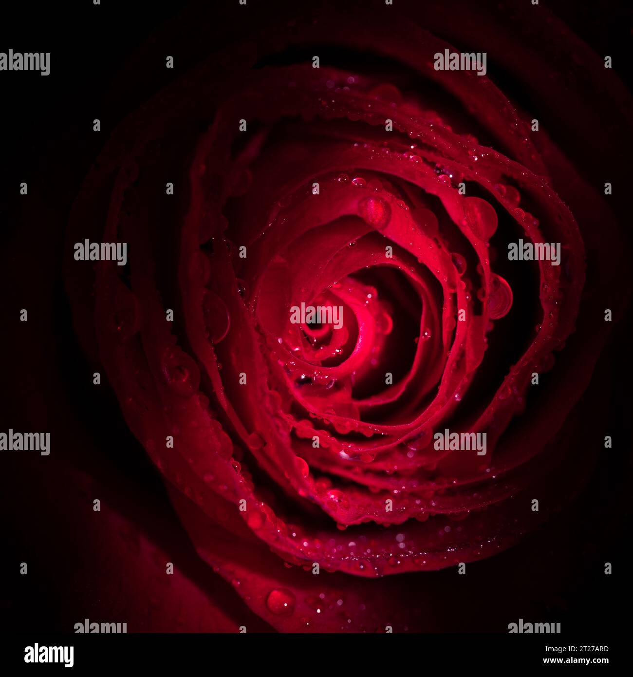 Close-up image of a vibrant red rose in a dark setting with visible ...