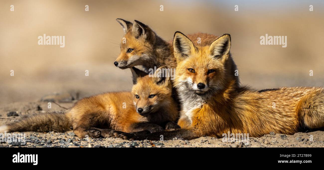 Mama fox hi-res stock photography and images - Alamy