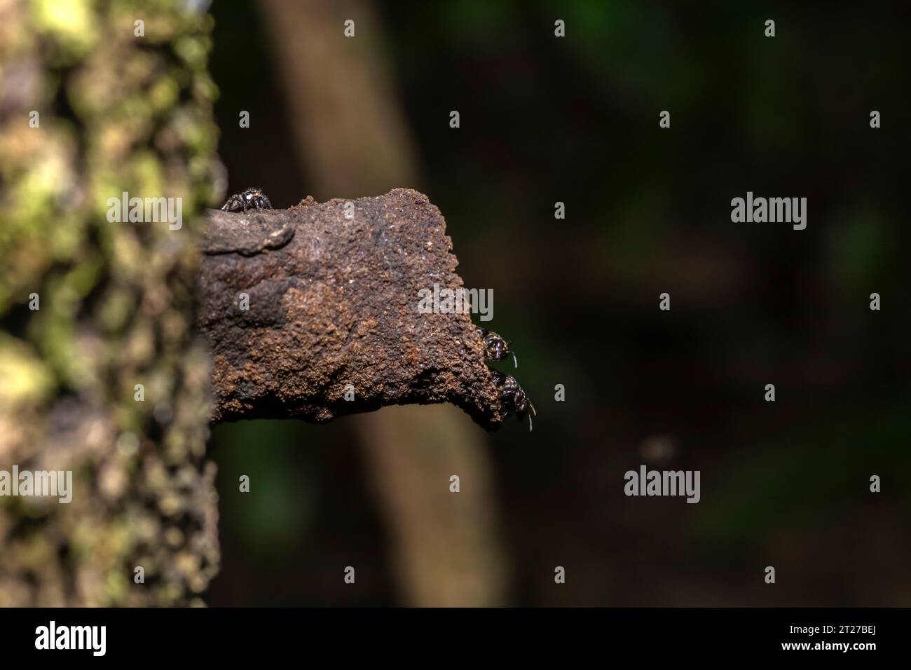 Brazilian stingless bee known as Tucuna (Scaptotrigona bipunctata) at ...