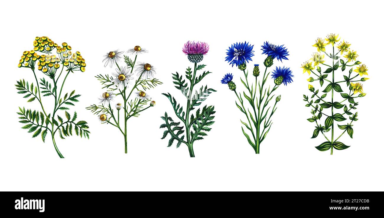 Field medicinal flowers. Chamomile, cornflower and tansy, leucea and St ...