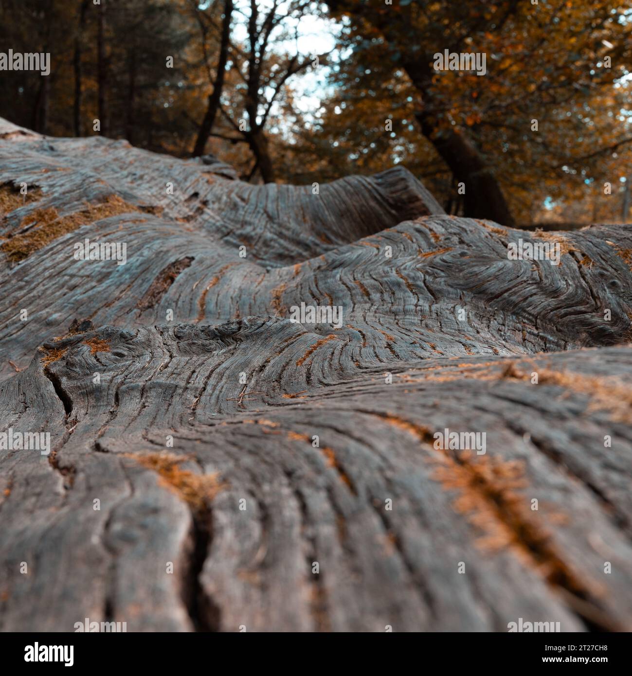 autumn tree old structure leaf falling yellow orange wood Stock Photo ...