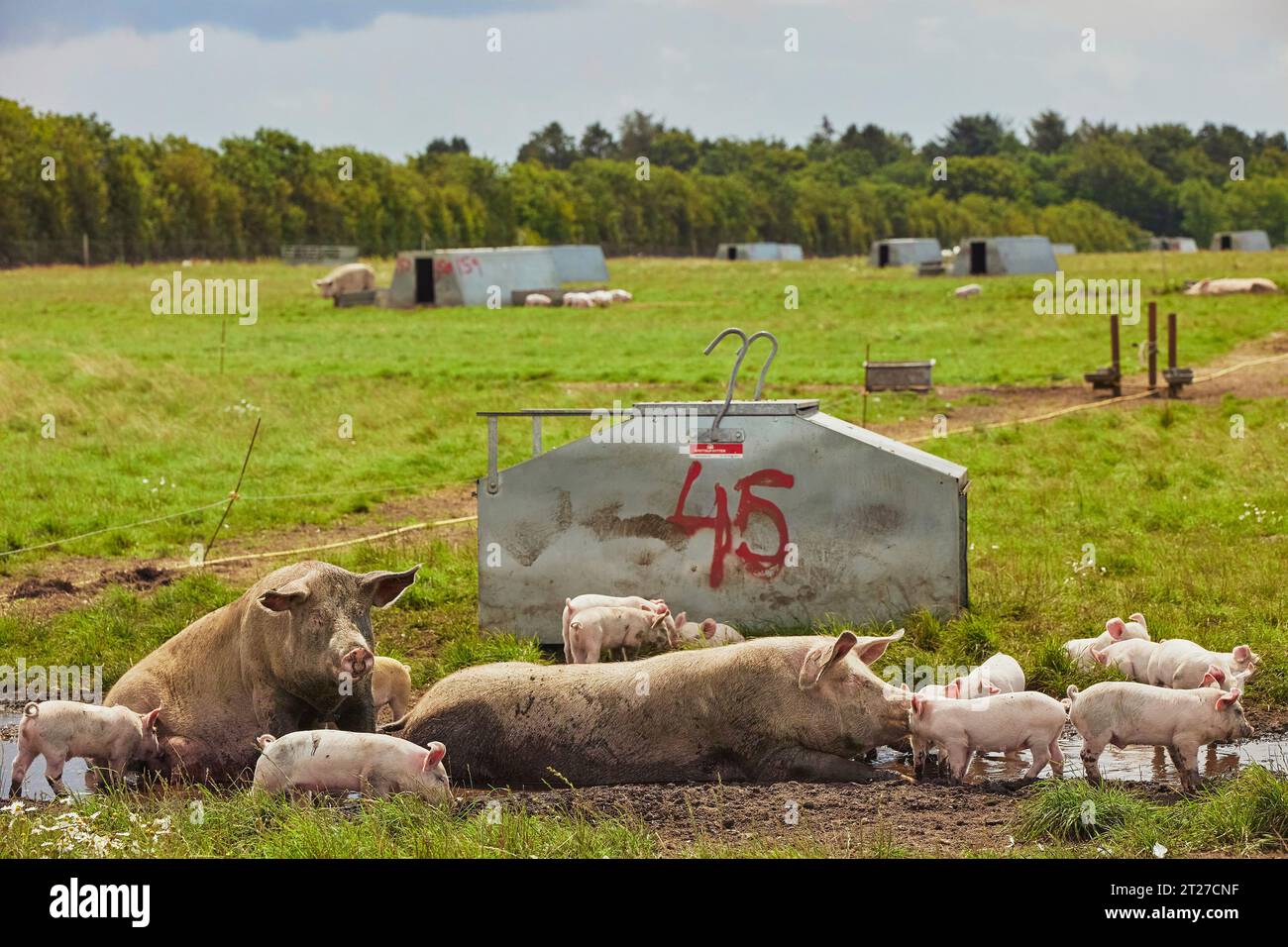 Eco pig farm in the field in Denmark Stock Photo - Alamy