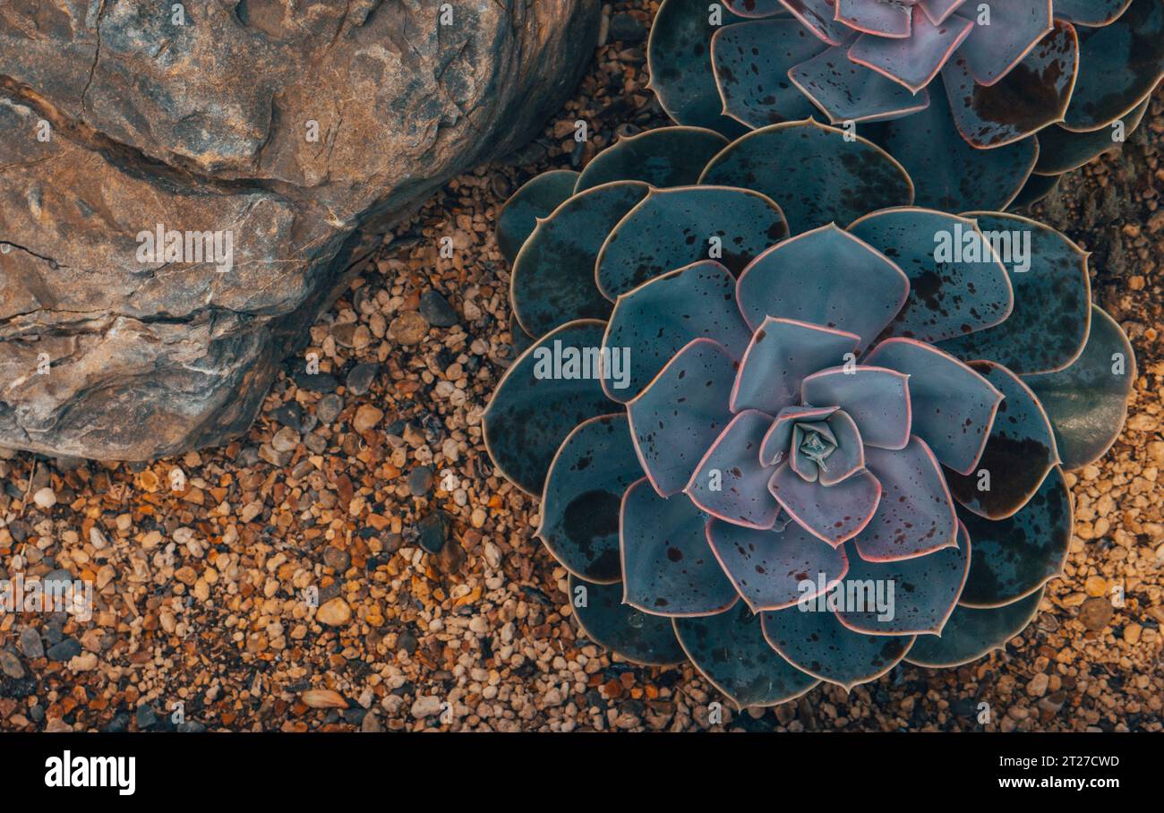 Succulent Echeveria Morning Light Stock Photo - Alamy