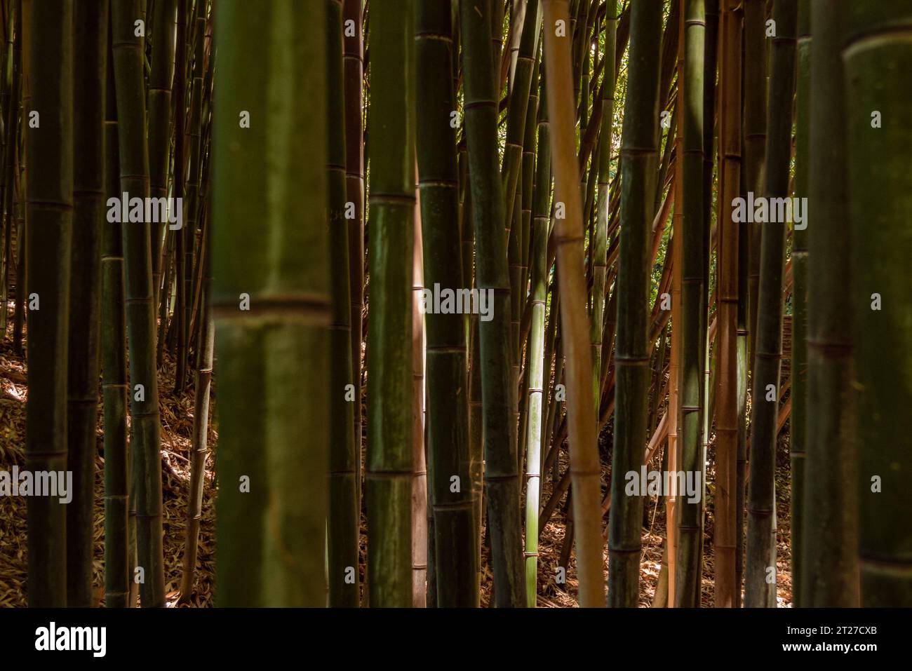 The bamboo trunks create the green texture of the bamboo forest Stock ...