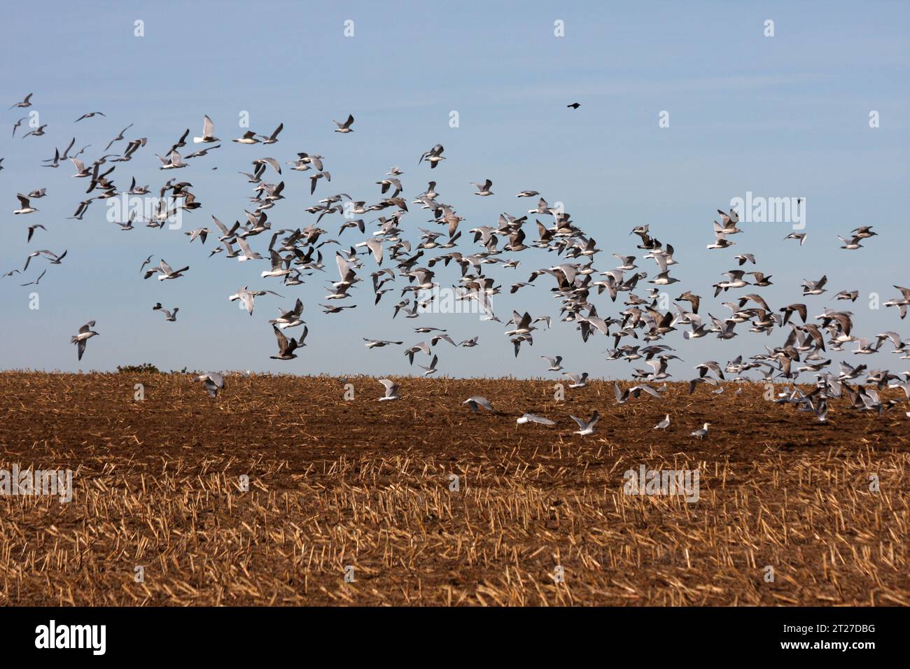 Manured field hi-res stock photography and images - Alamy