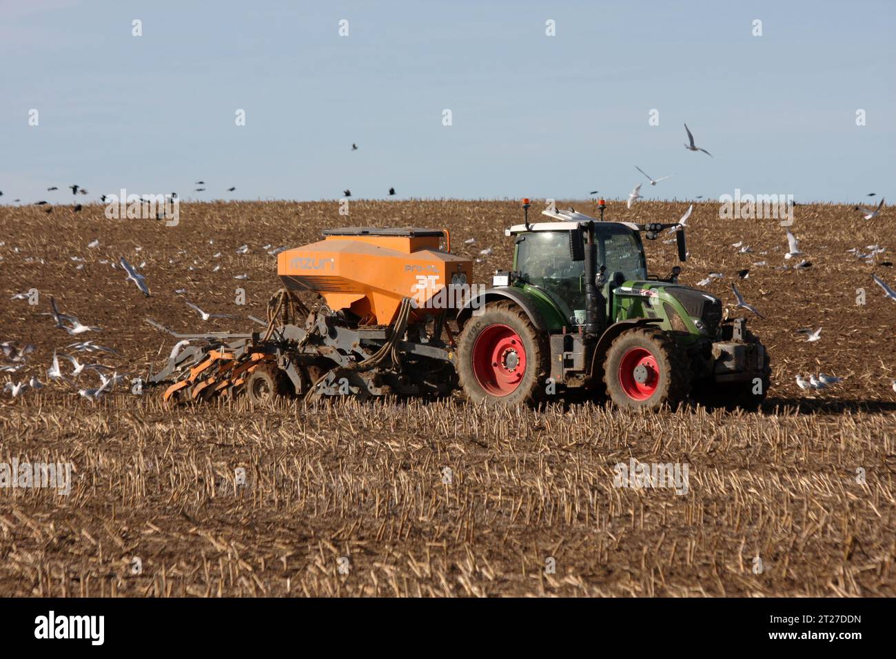 A tractor spreading fertiliser into a cropped field whilst gulls and ...