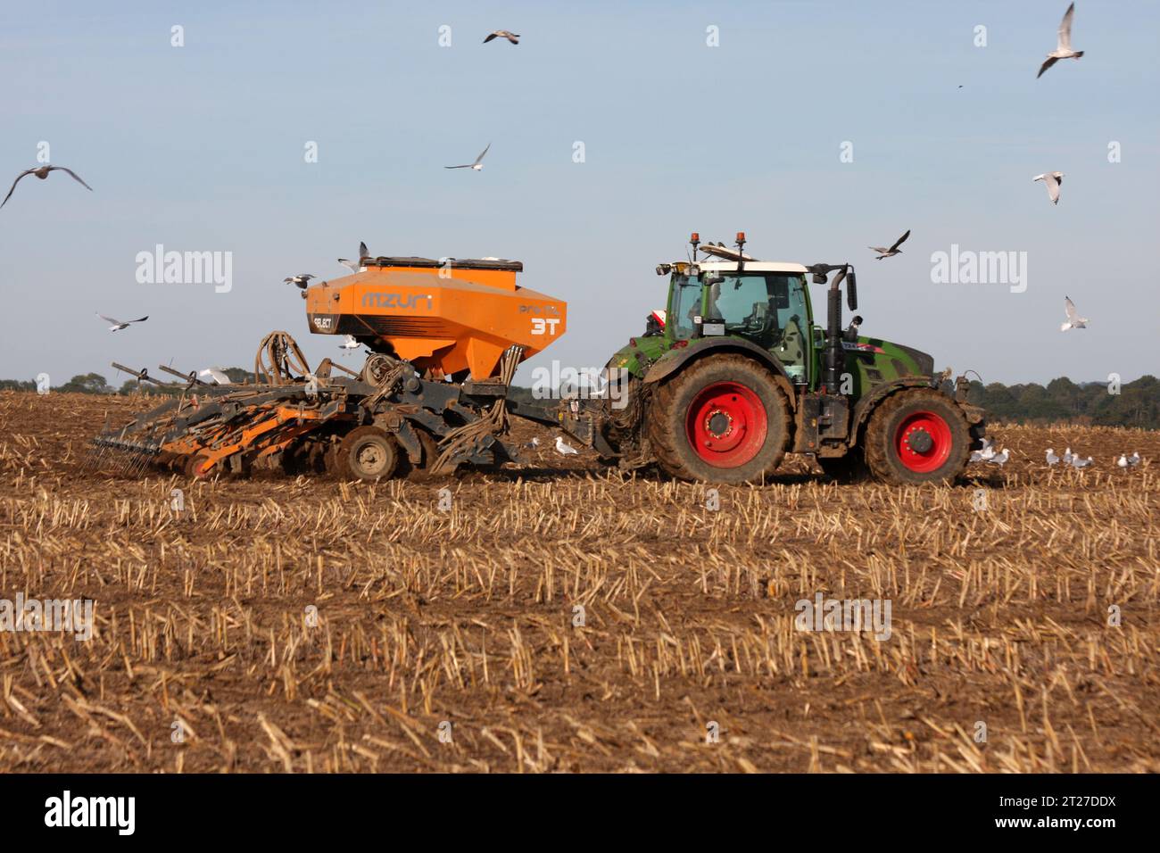A tractor spreading fertiliser into a cropped field whilst gulls and ...