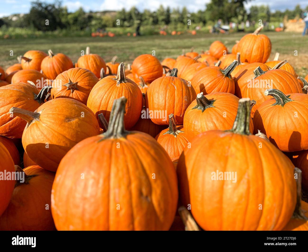 Pumpkins stalks in the field during harvest time in fall. Halloween ...