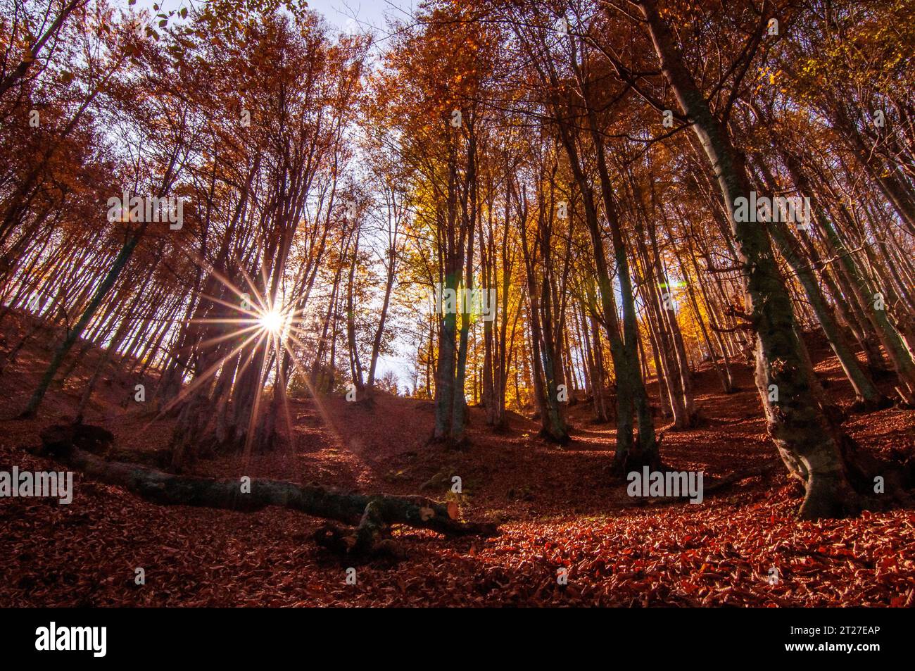 A beautiful landscape of a hillside covered in fall foliage, with the ...