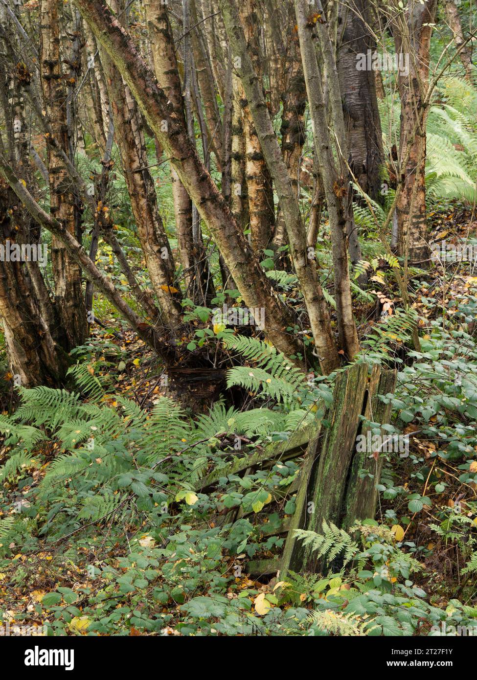 Mixed woodland at Stoke Wood near Stokesay Castle, Craven Arms ...
