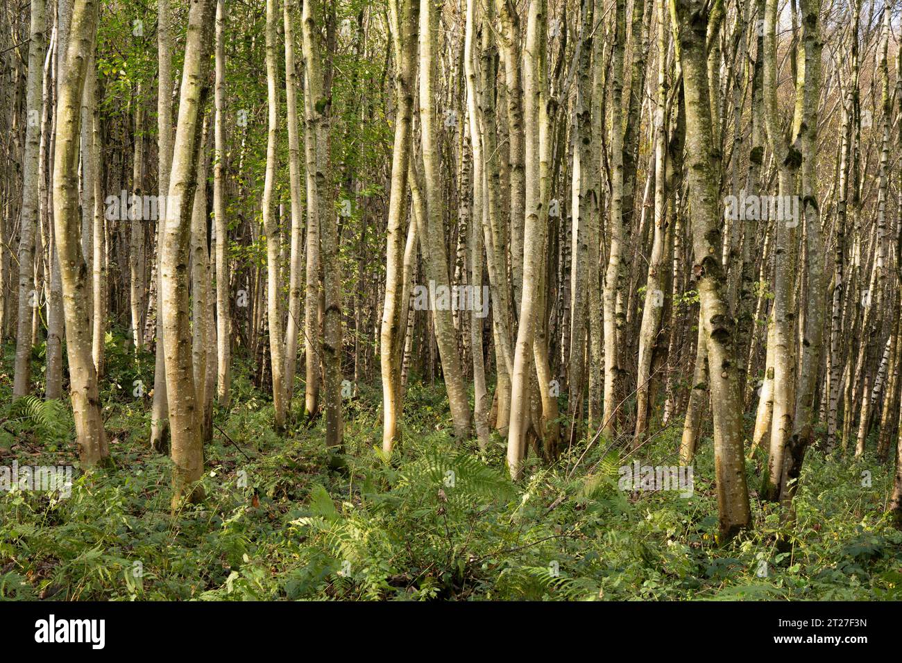 Woodland habitat walk nature uk view hi-res stock photography and ...